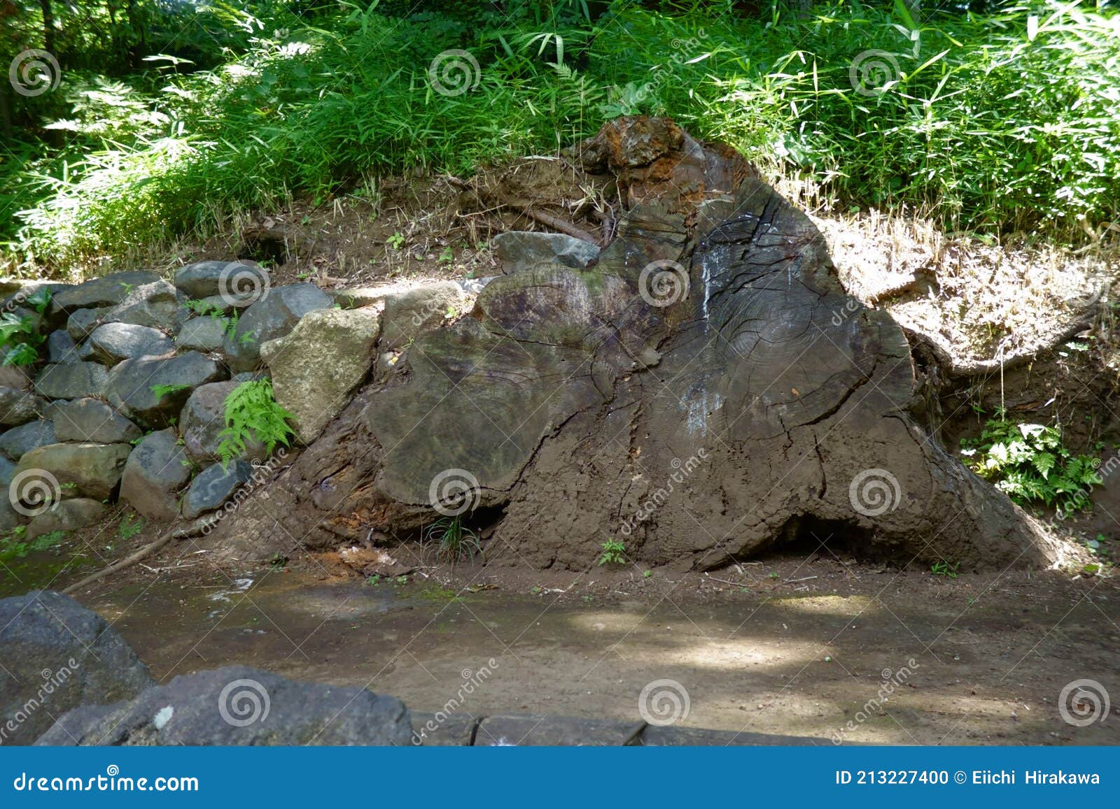 Large tree trunk pattern stock photo. Image of pattern - 213227400