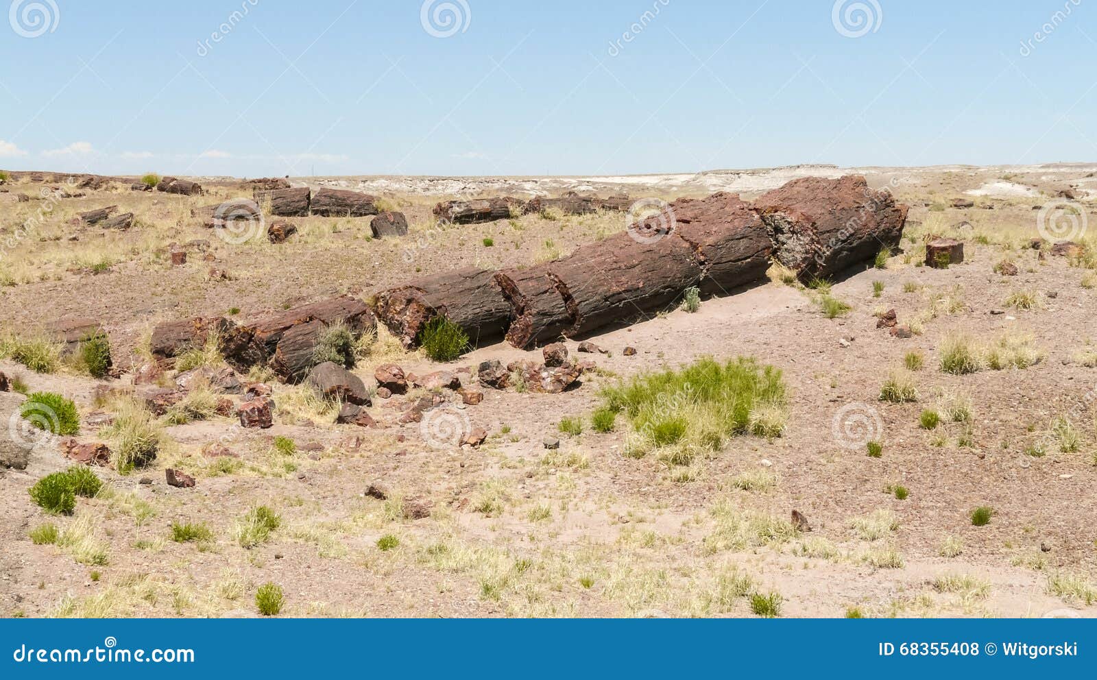 The Trunk Of A Petrified Tree Is A Fragment Of Lilac-yellow Color ...