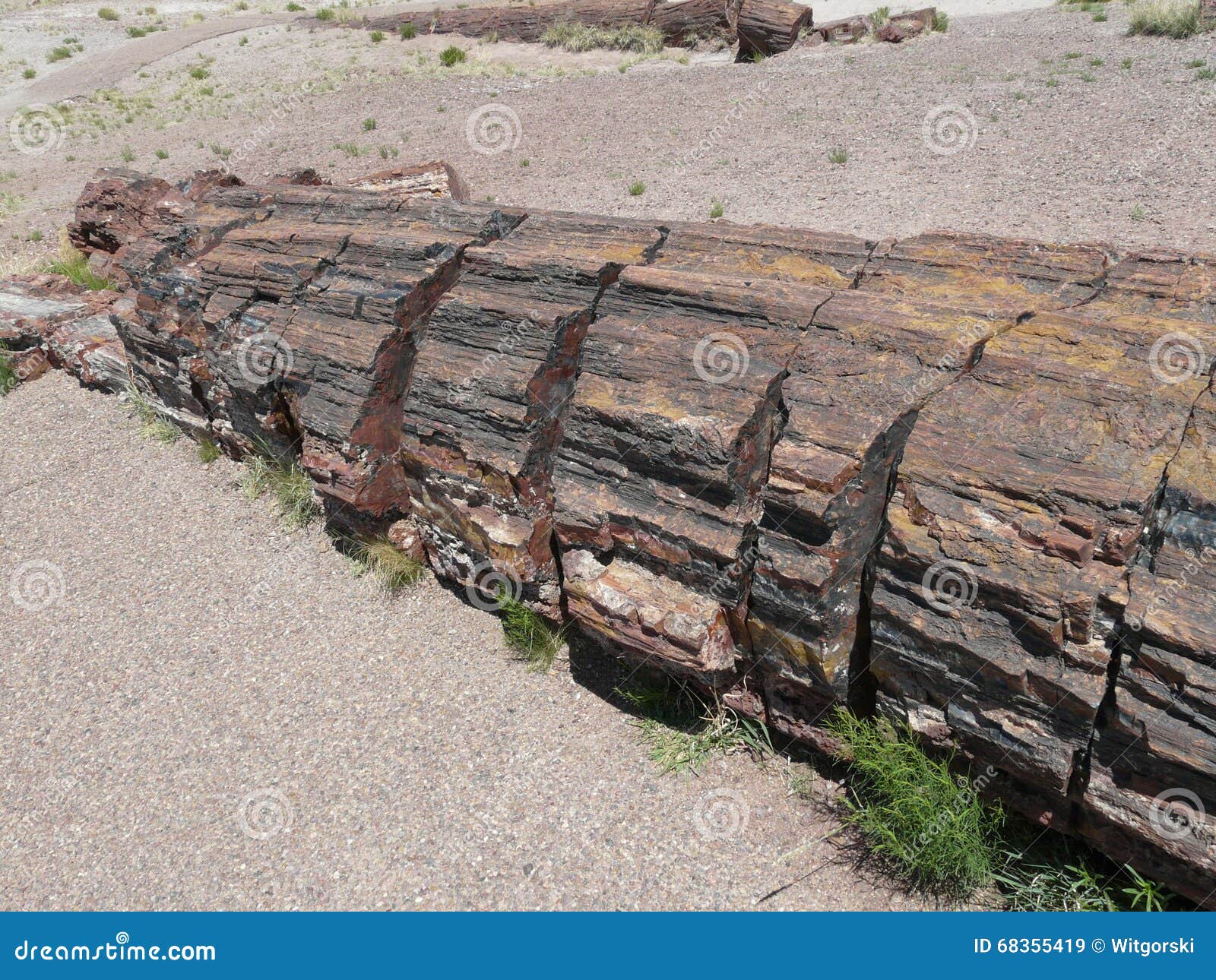 Trunk of Petrified Tree in Petrified Forest National Park Stock Image ...