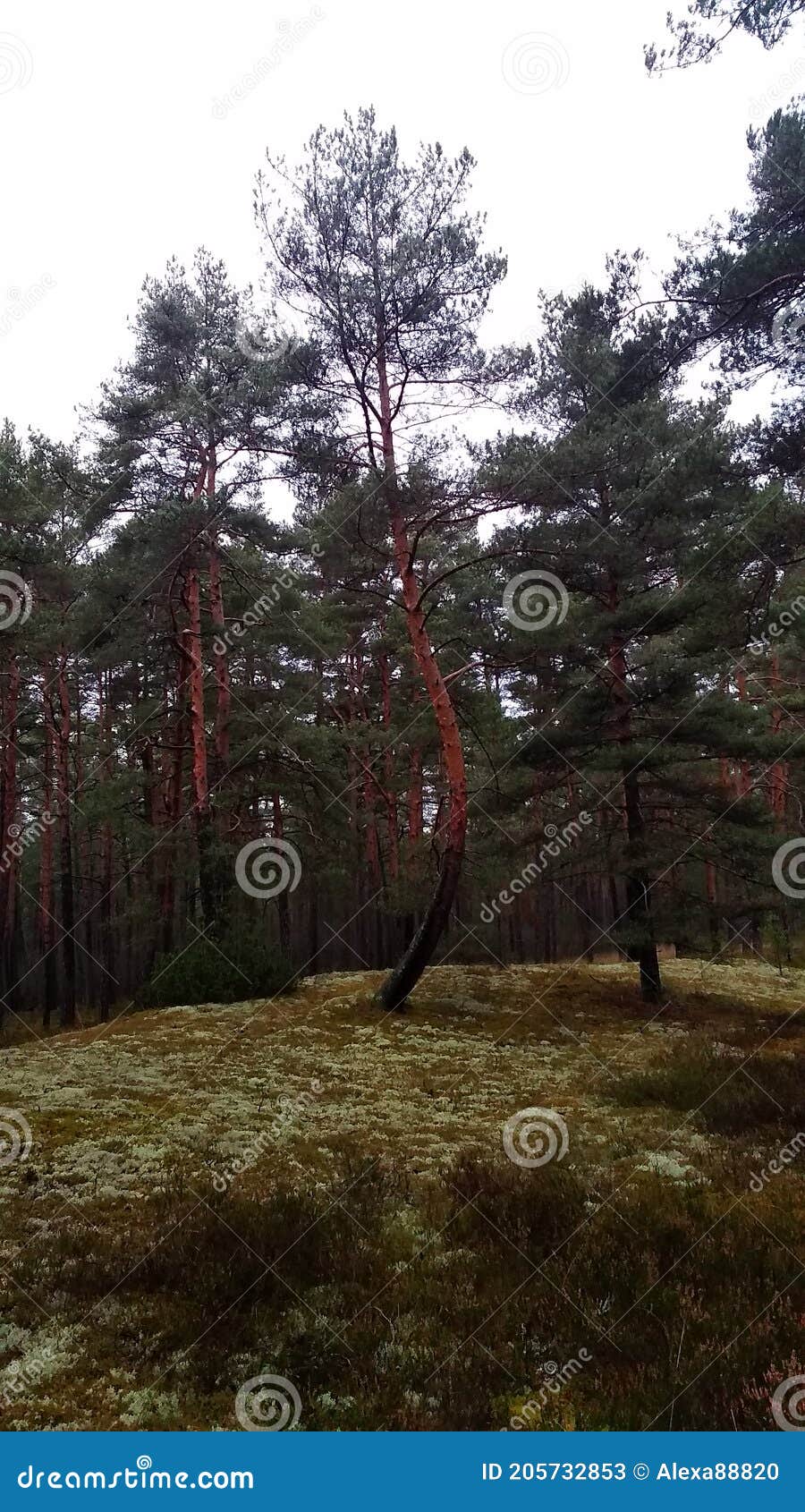 Twisted pine stock image. Image of wilderness, autumn - 205732853
