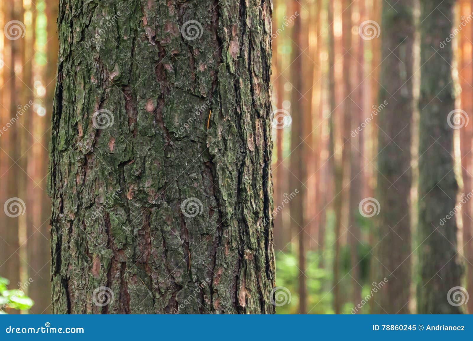 Trunk Pine Tree in the Forest Stock Image - Image of flora, landscape ...