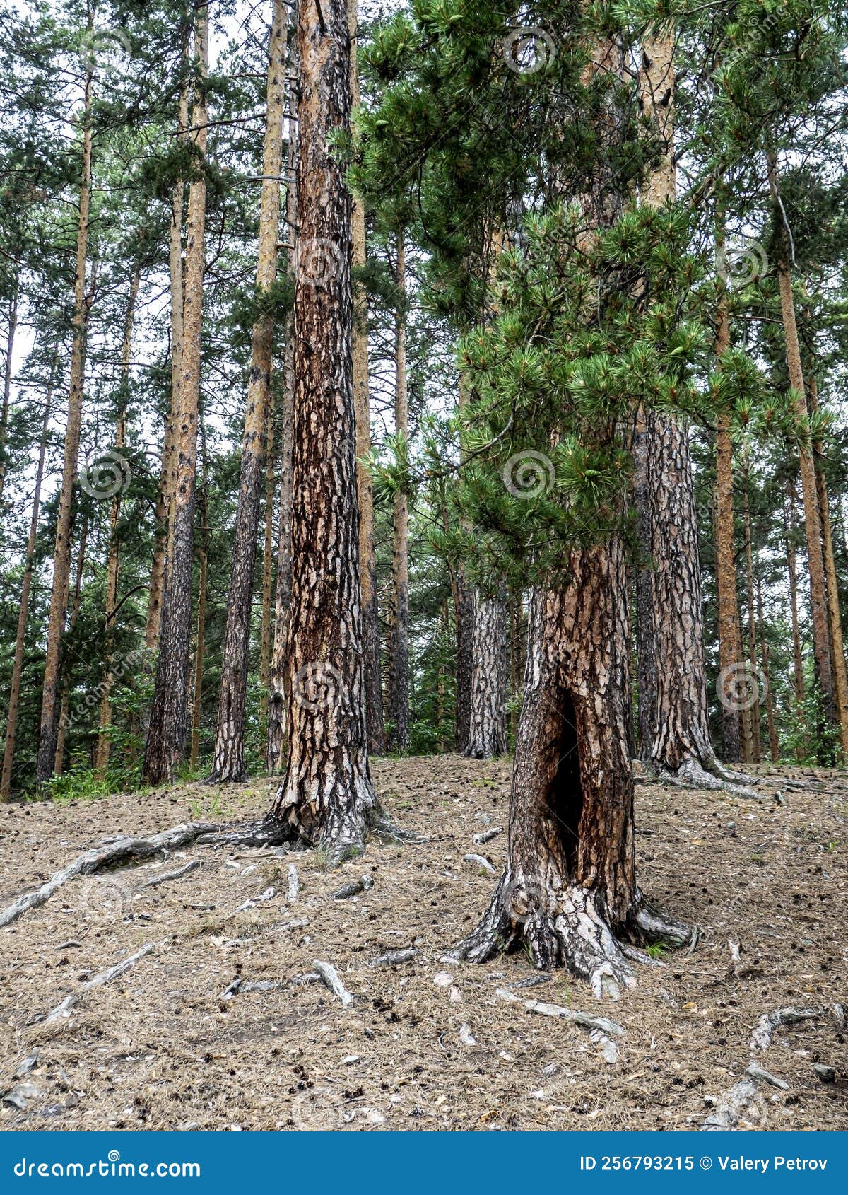 Trunk of a Pine Tree with a Large Hollow Stock Image - Image of sunset ...