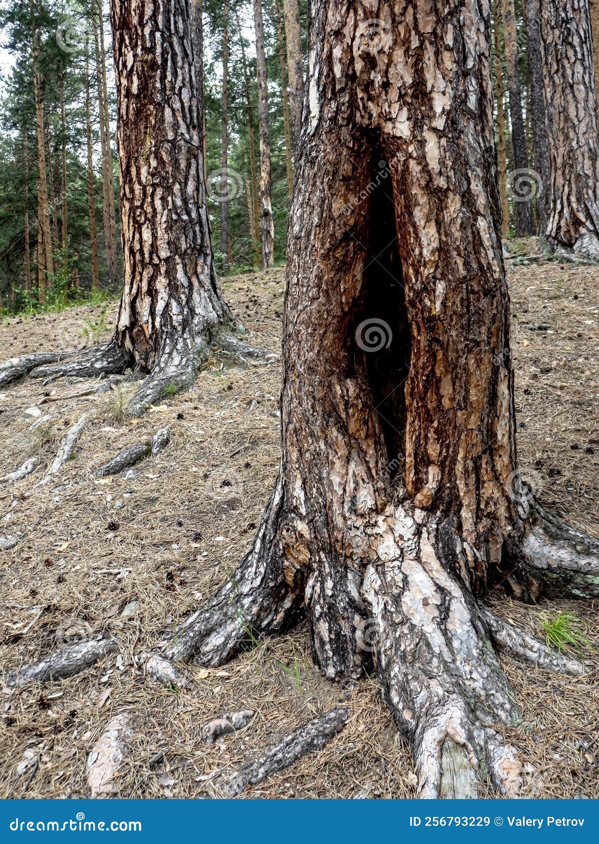 Trunk of a Pine Tree with a Large Hollow Stock Image - Image of ...