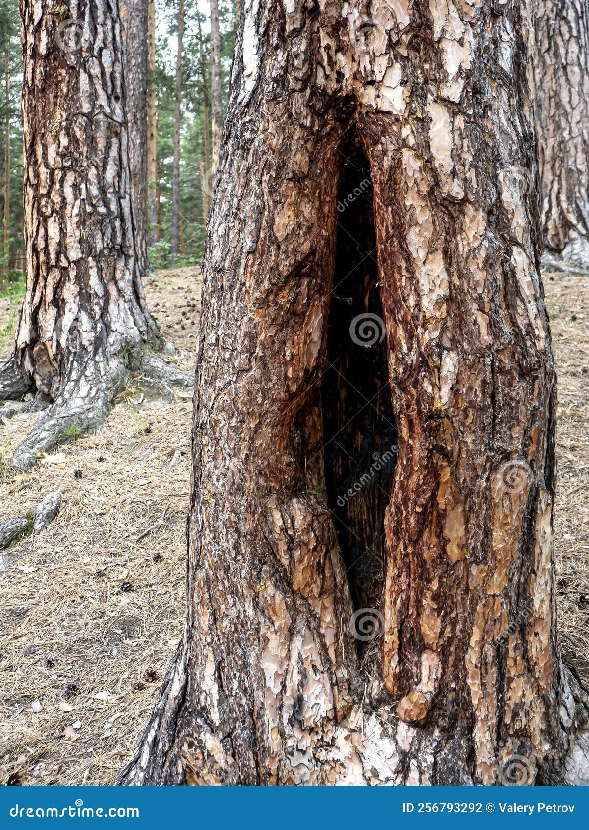 Trunk of a Pine Tree with a Large Hollow Stock Photo - Image of ...
