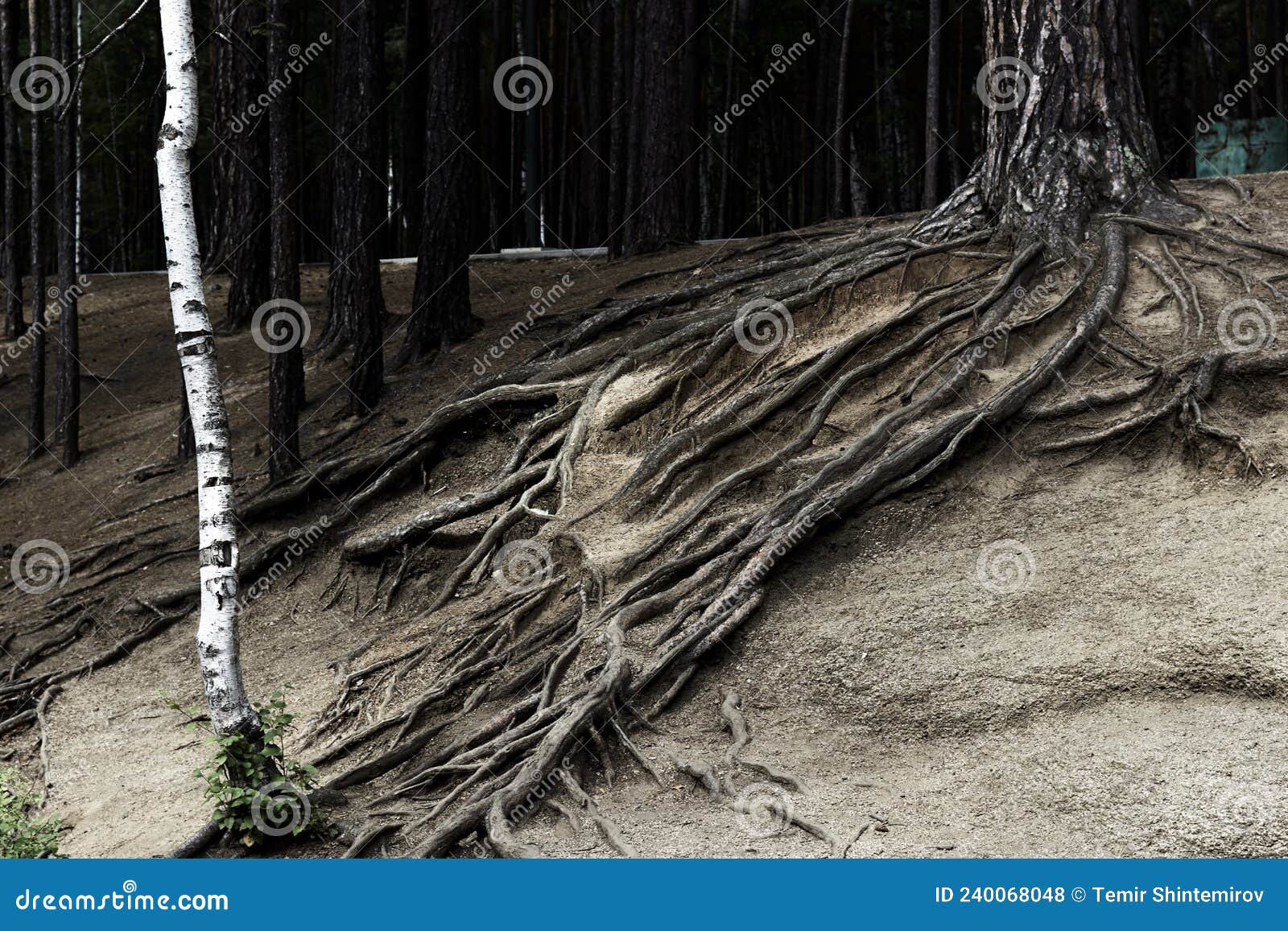 Trunk of a Pine Tree with Roots Coming Out of the Ground Stock Photo ...