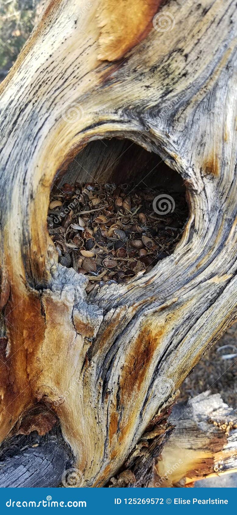 Trunk of a Pinyon Pine Tree with a Circular Cavity Where Seed Shells ...