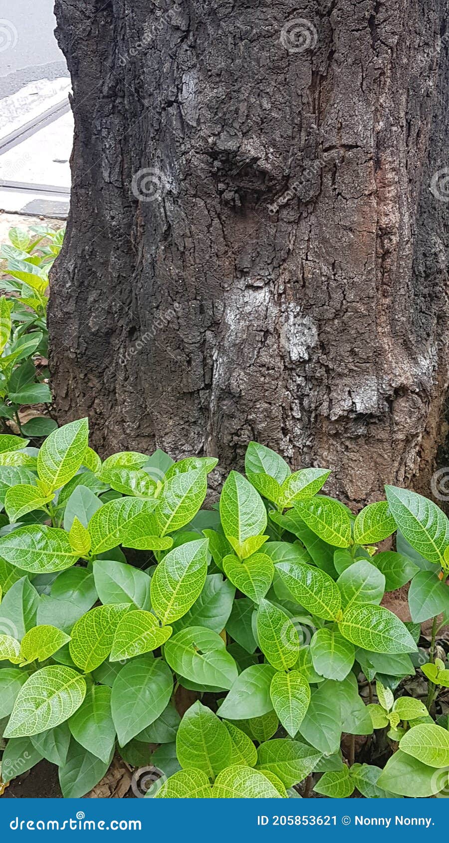 The Trunk Plant Trees in Small Garden Forests Area Stock Image - Image ...