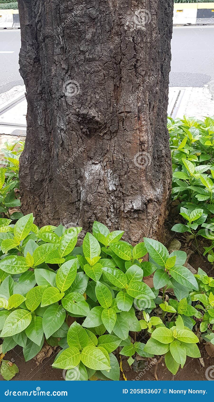 The Trunk Plant Trees in Small Garden Outside Areas Stock Image - Image ...