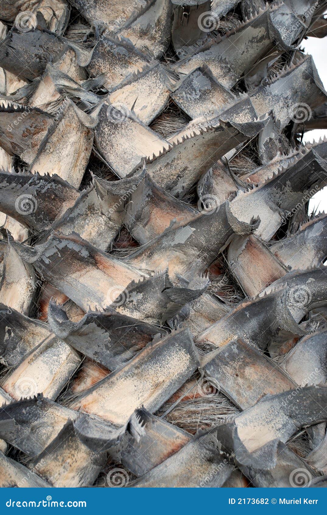 Trunk of Pruned Palm Trees stock photo. Image of trunk - 2173682