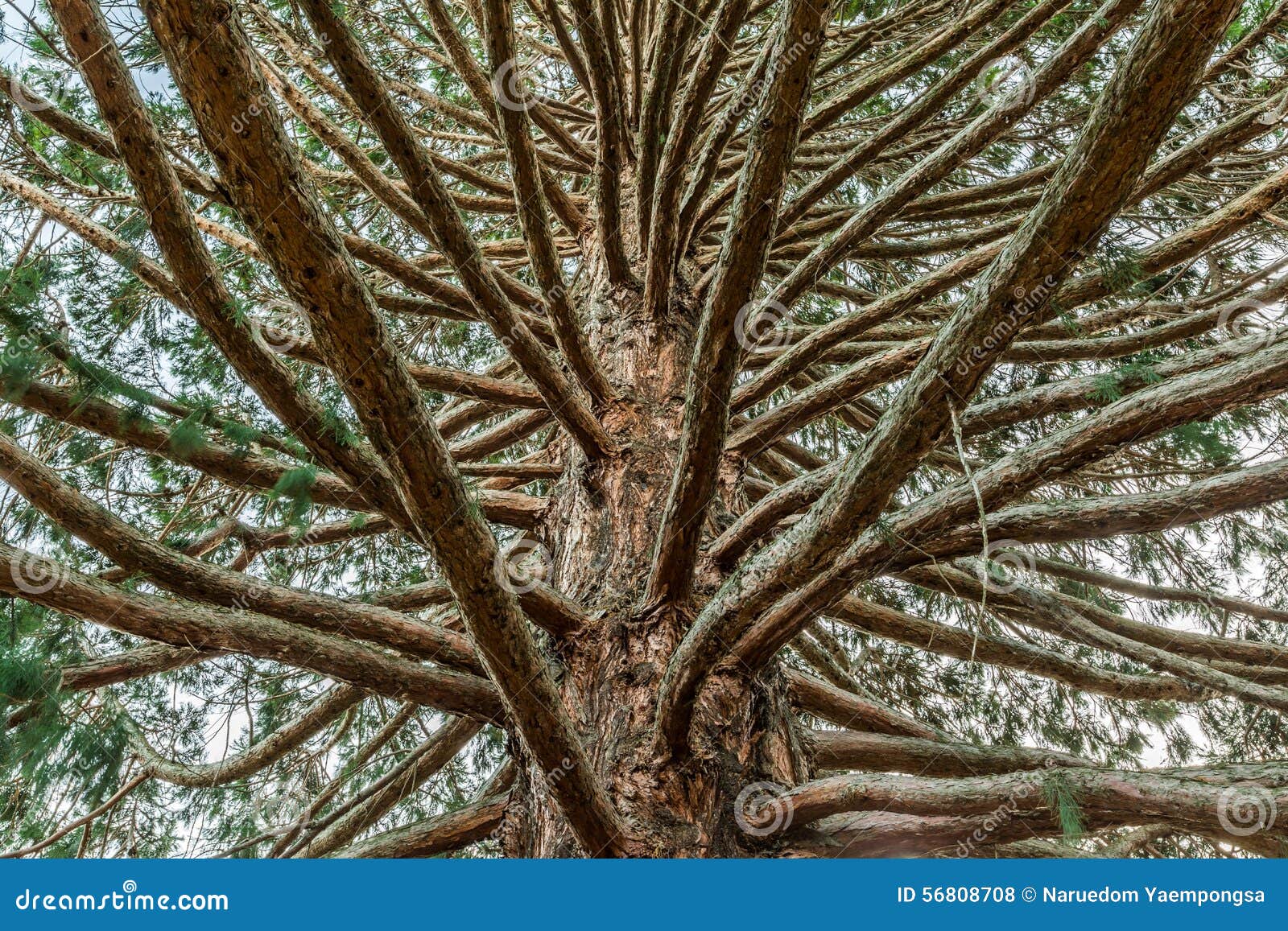 Trunk of a redwood tree stock photo. Image of botanic - 56808708