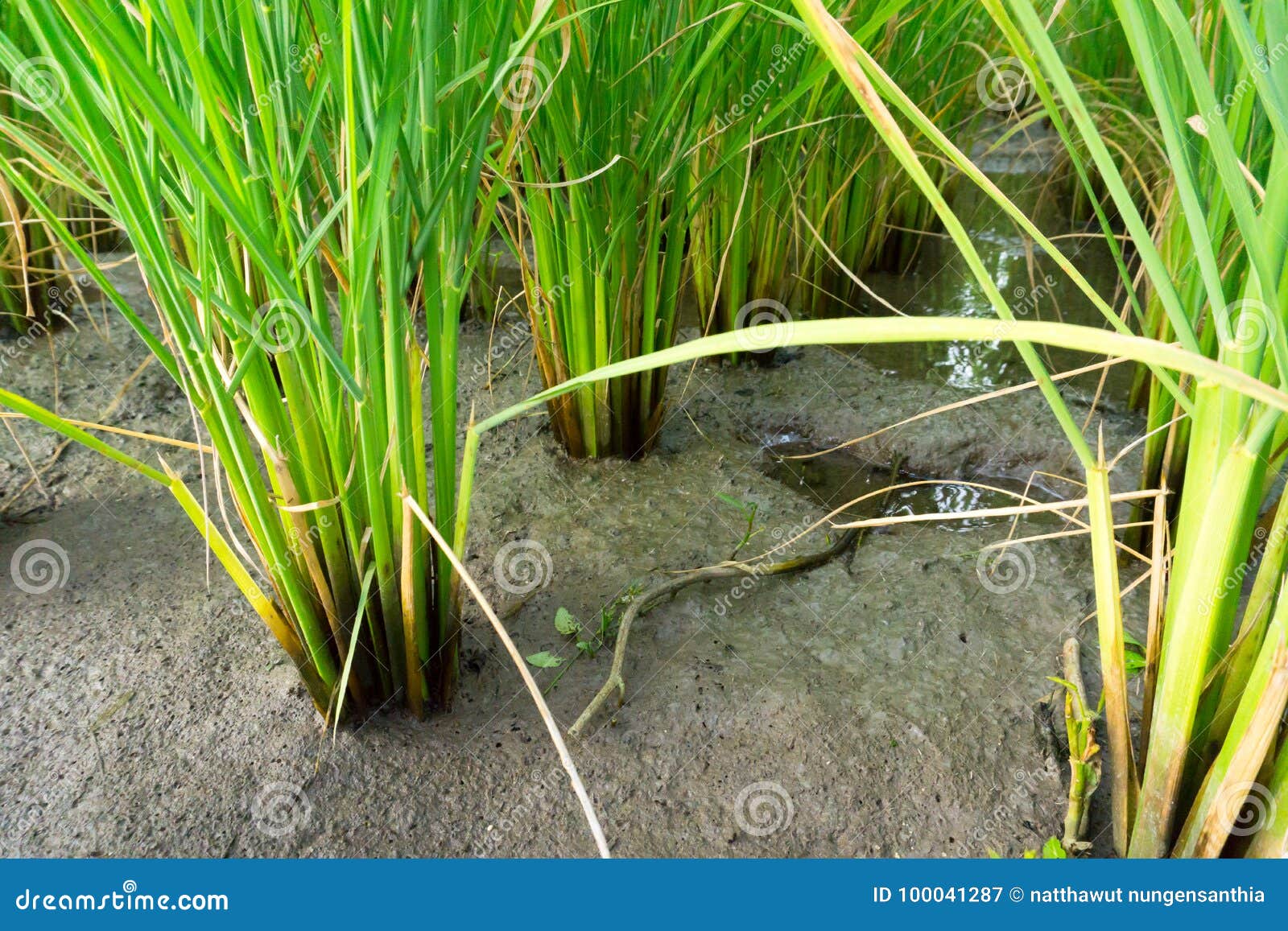 Trunk of rice plant stock image. Image of meadow, vegetation - 100041287