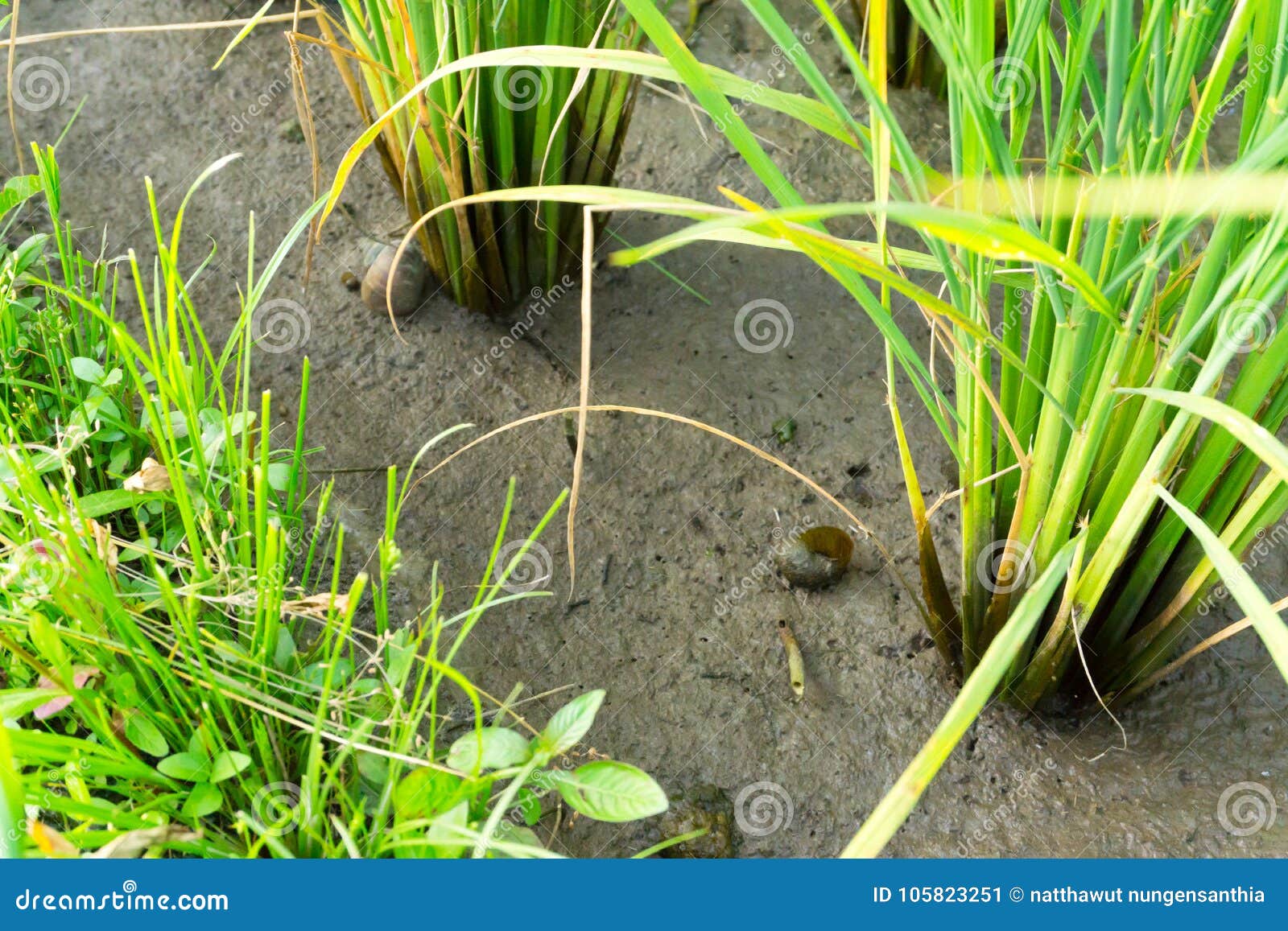 Trunk of rice plant stock image. Image of vegetation - 105823251