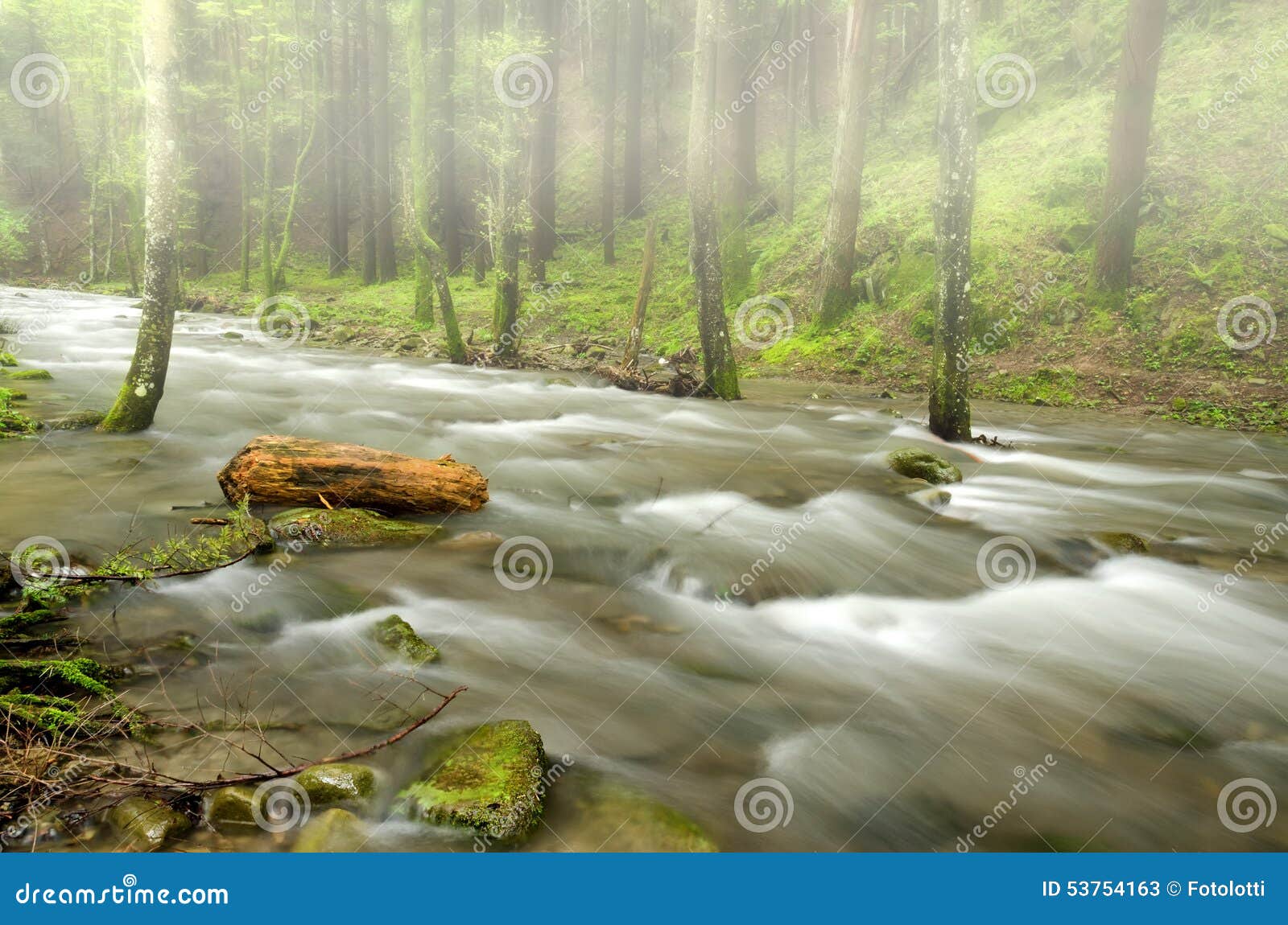Trunk in the river stock image. Image of stream, forest - 53754163