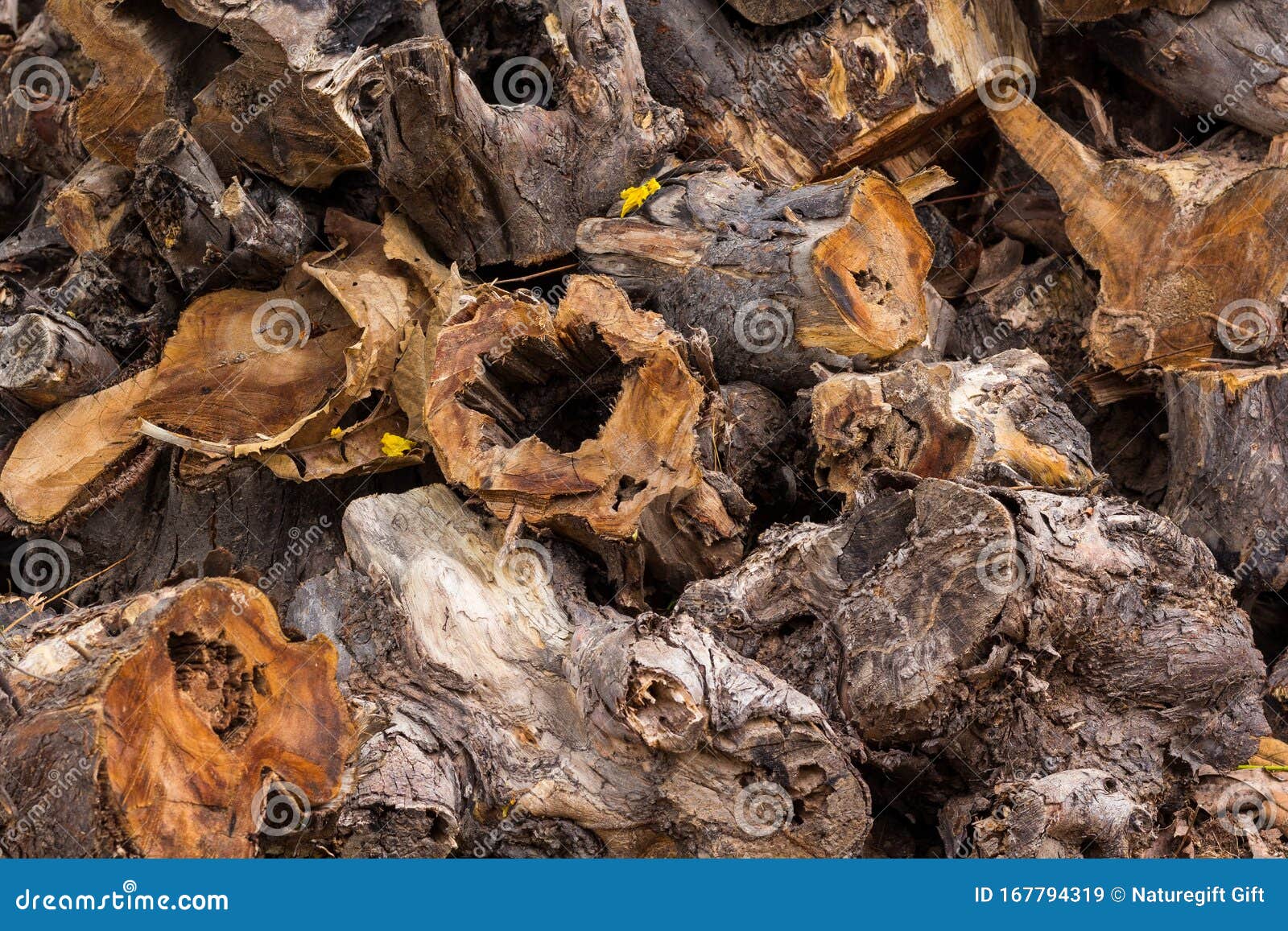 The Trunk of the Root of the Eucalyptus Tree. Stock Image - Image of ...