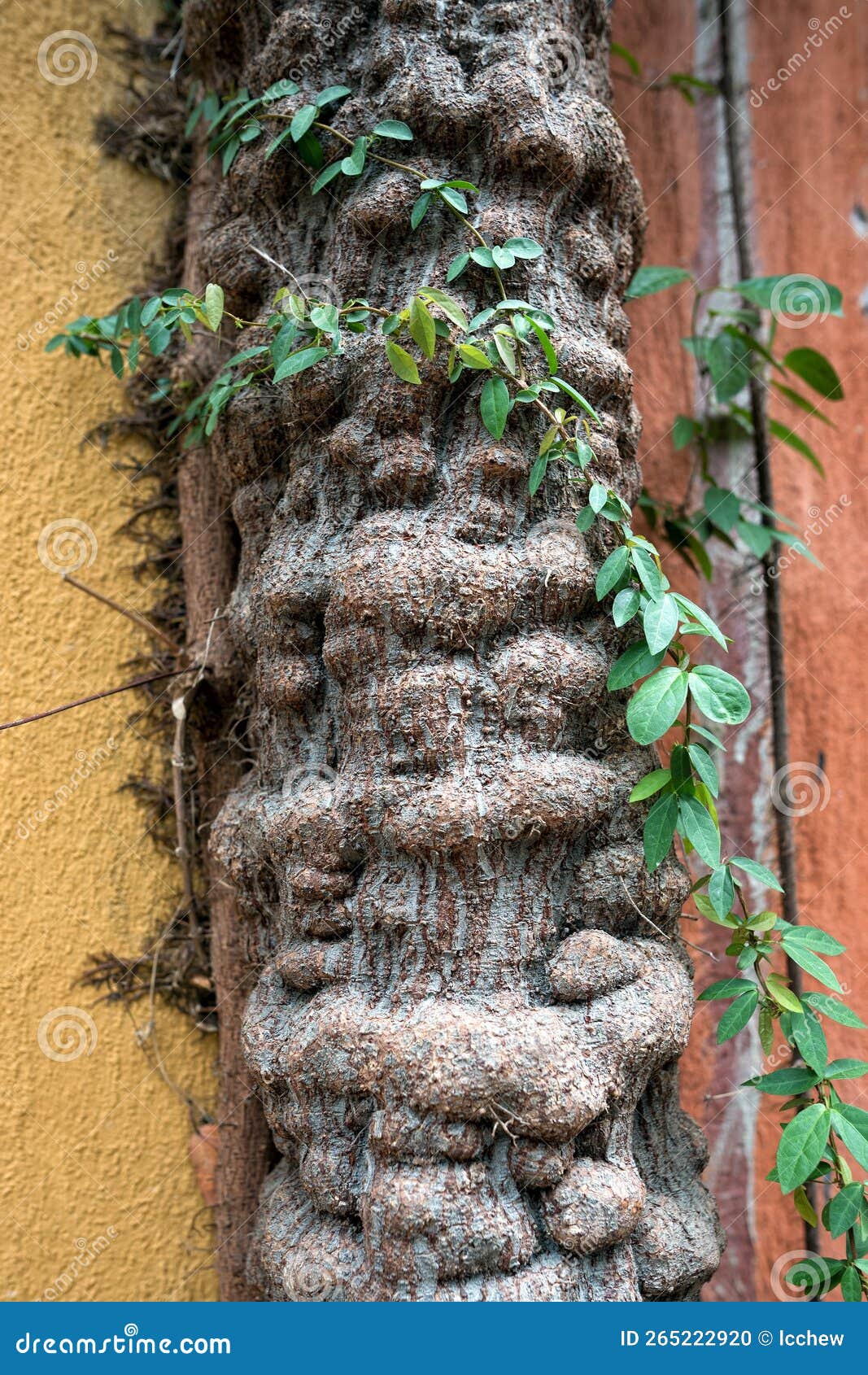 The Trunk Of The Root Of The Eucalyptus Tree. Royalty-Free Stock ...