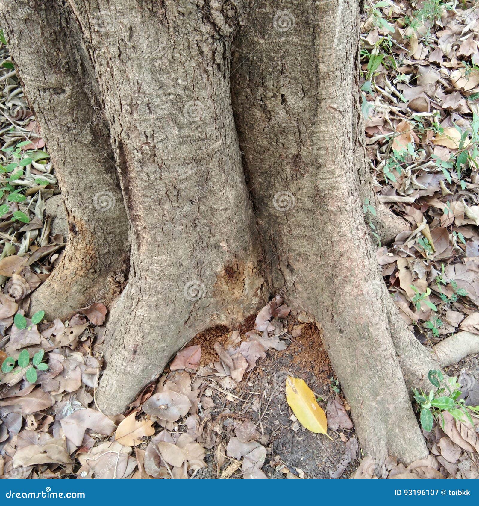 Trunk and root of tree stock image. Image of foliage - 93196107