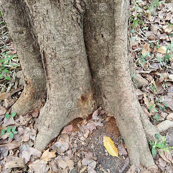 Trunk and root of tree stock image. Image of foliage - 93196107