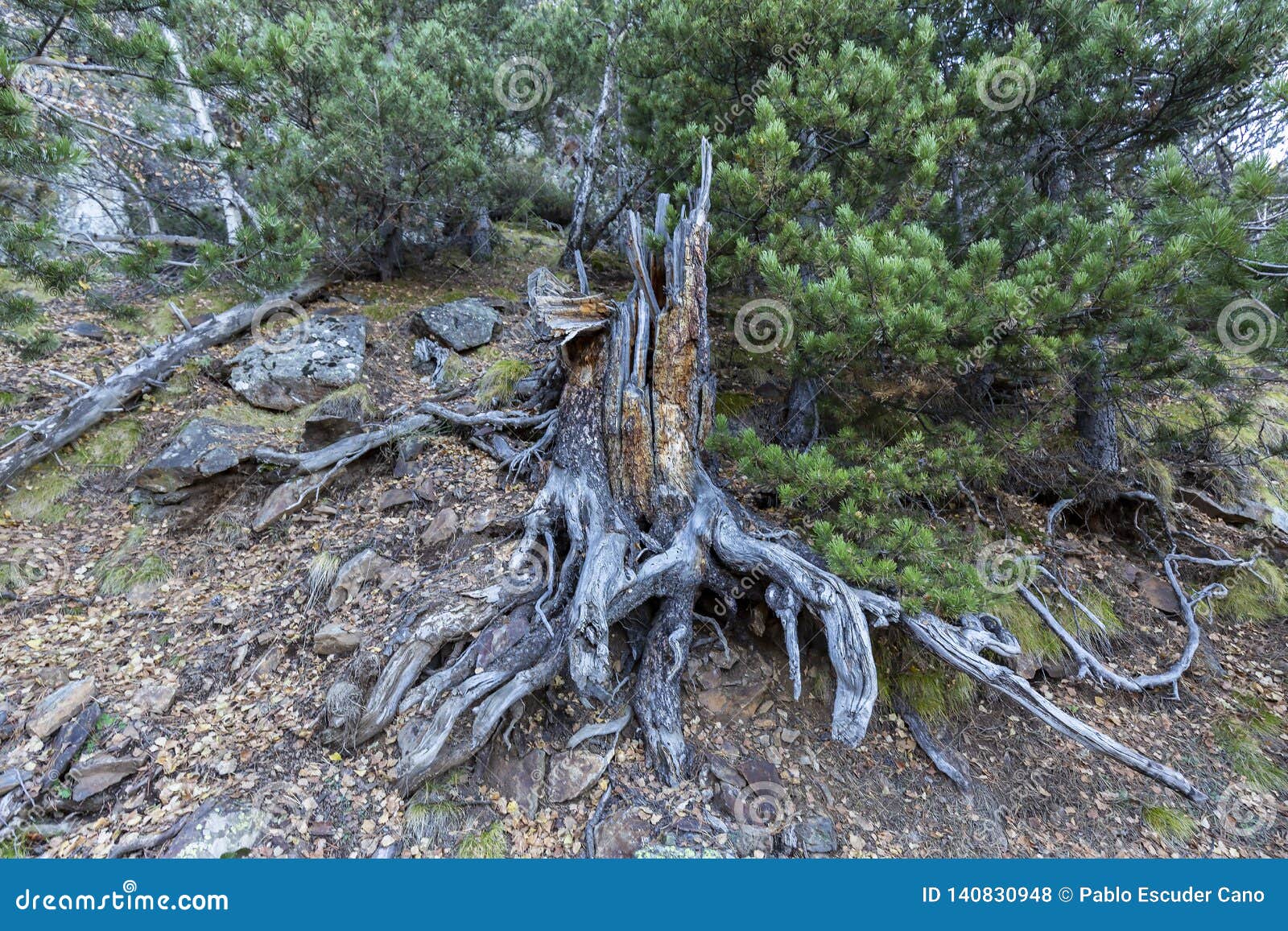 Trunk, Roots of Fallen Tree Stock Photo - Image of park, ground: 140830948