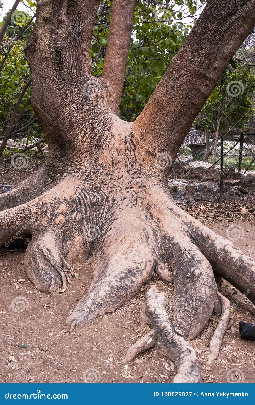 Trunk and Roots of a Huge Tree with Bark Texture Stock Image - Image of ...