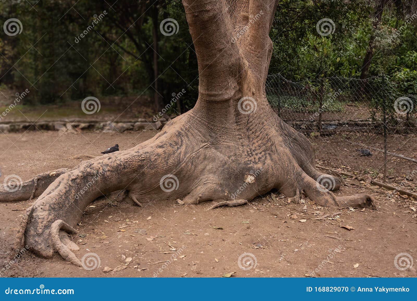 Trunk and Roots of a Huge Tree with Bark Texture Stock Photo - Image of ...