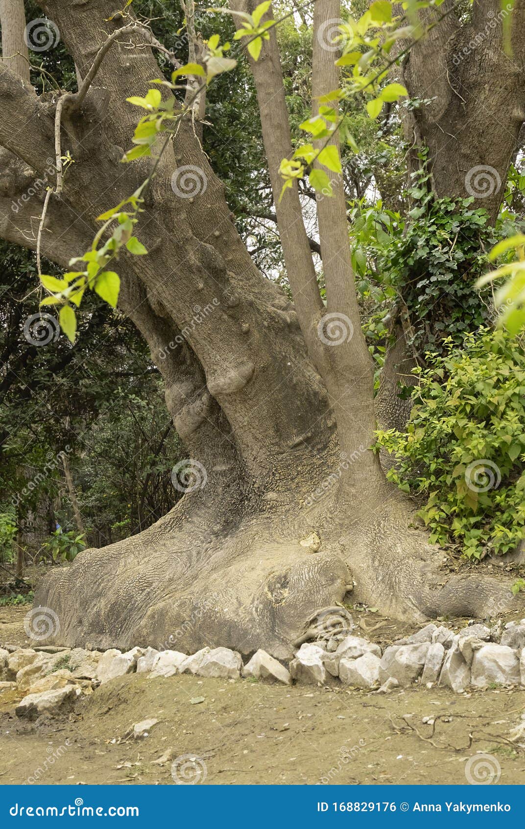 Trunk and Roots of a Huge Tree with Bark Texture Stock Photo - Image of ...