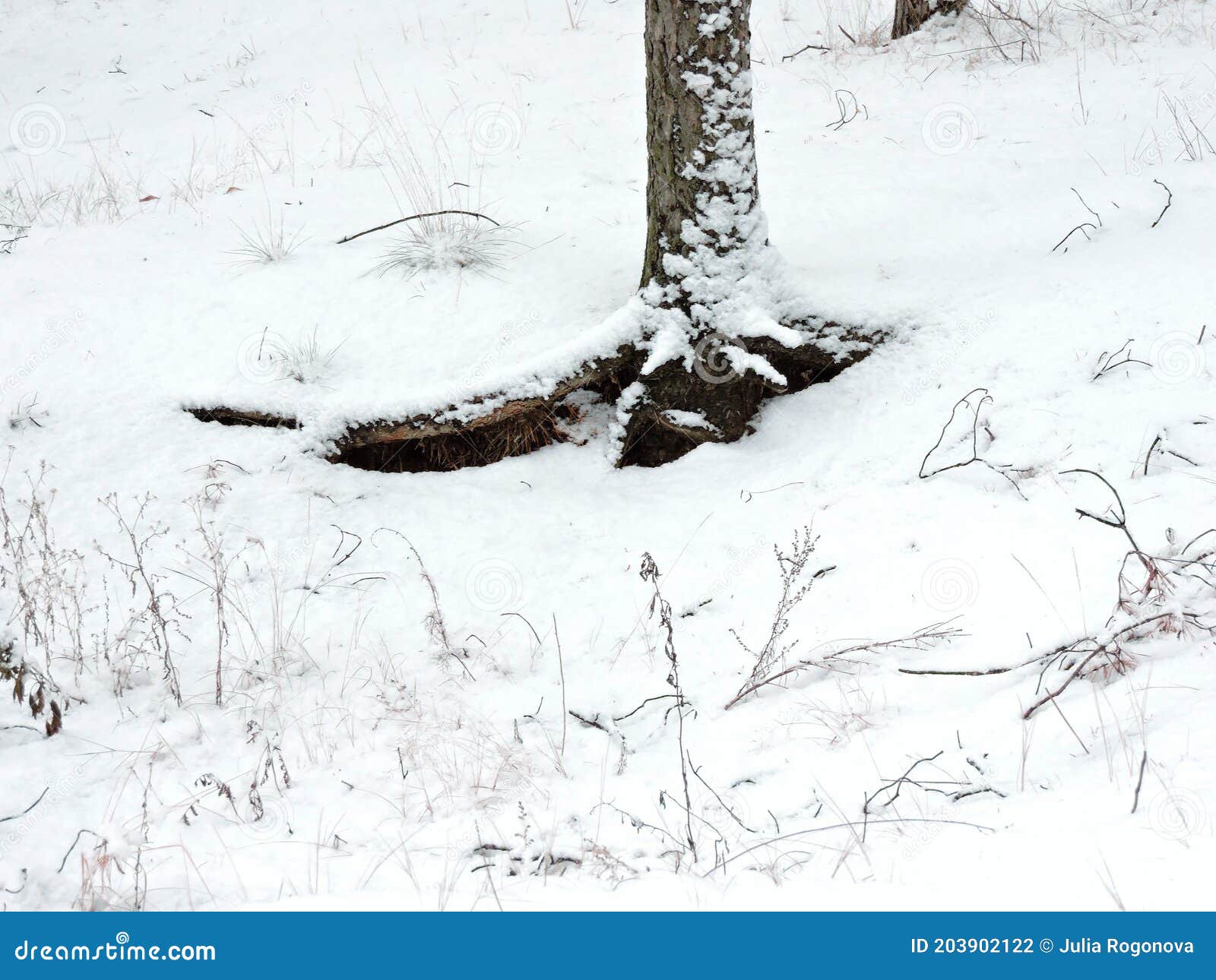 Trunk and Roots of Pine Tree in Snow in Winter Stock Photo - Image of ...