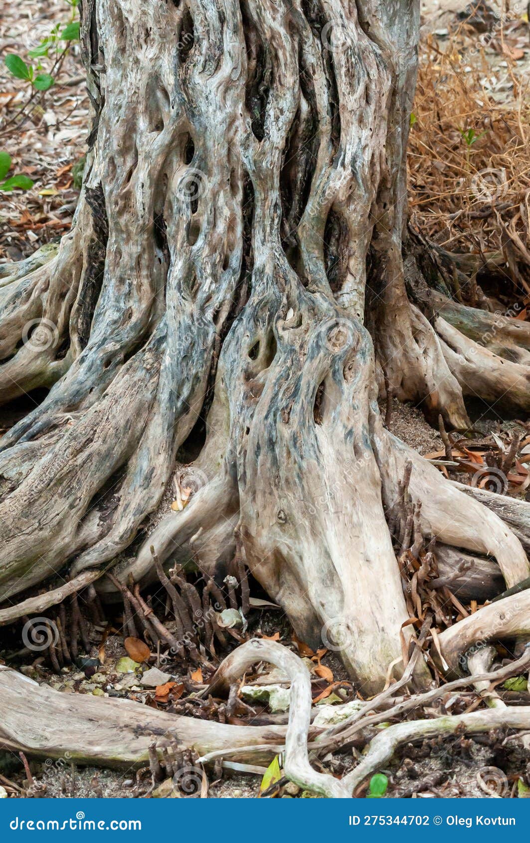 The Trunk and Roots of a Tree Growing in a Swamp in Florida, USA Stock ...