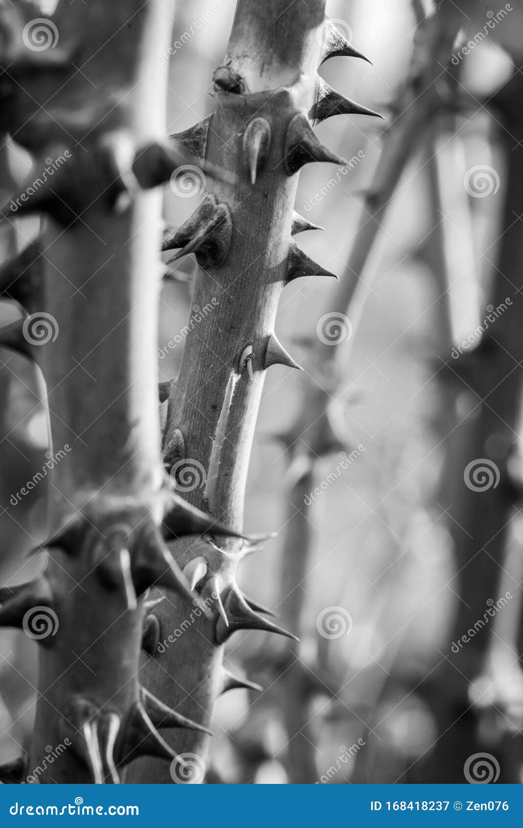 A Trunk of Rose with Thorns in Black and White Stock Image - Image of ...