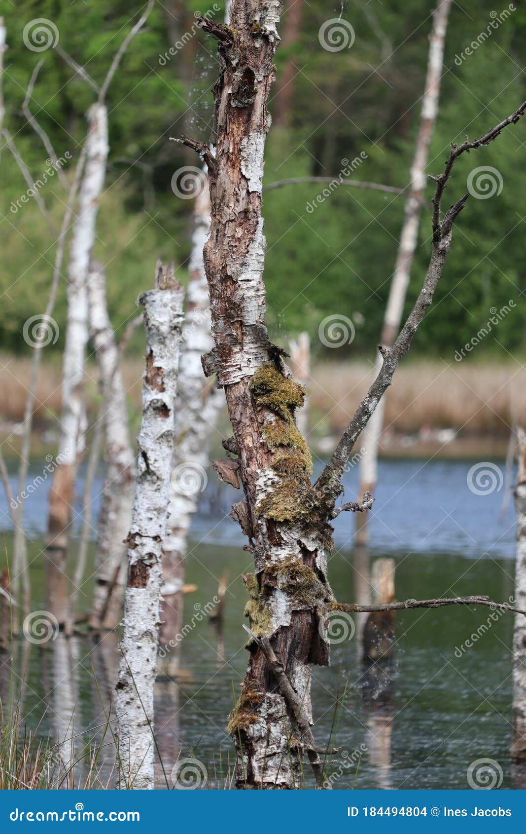 Trunk of a Rotten Birch Tree Stock Photo - Image of lake, water: 184494804