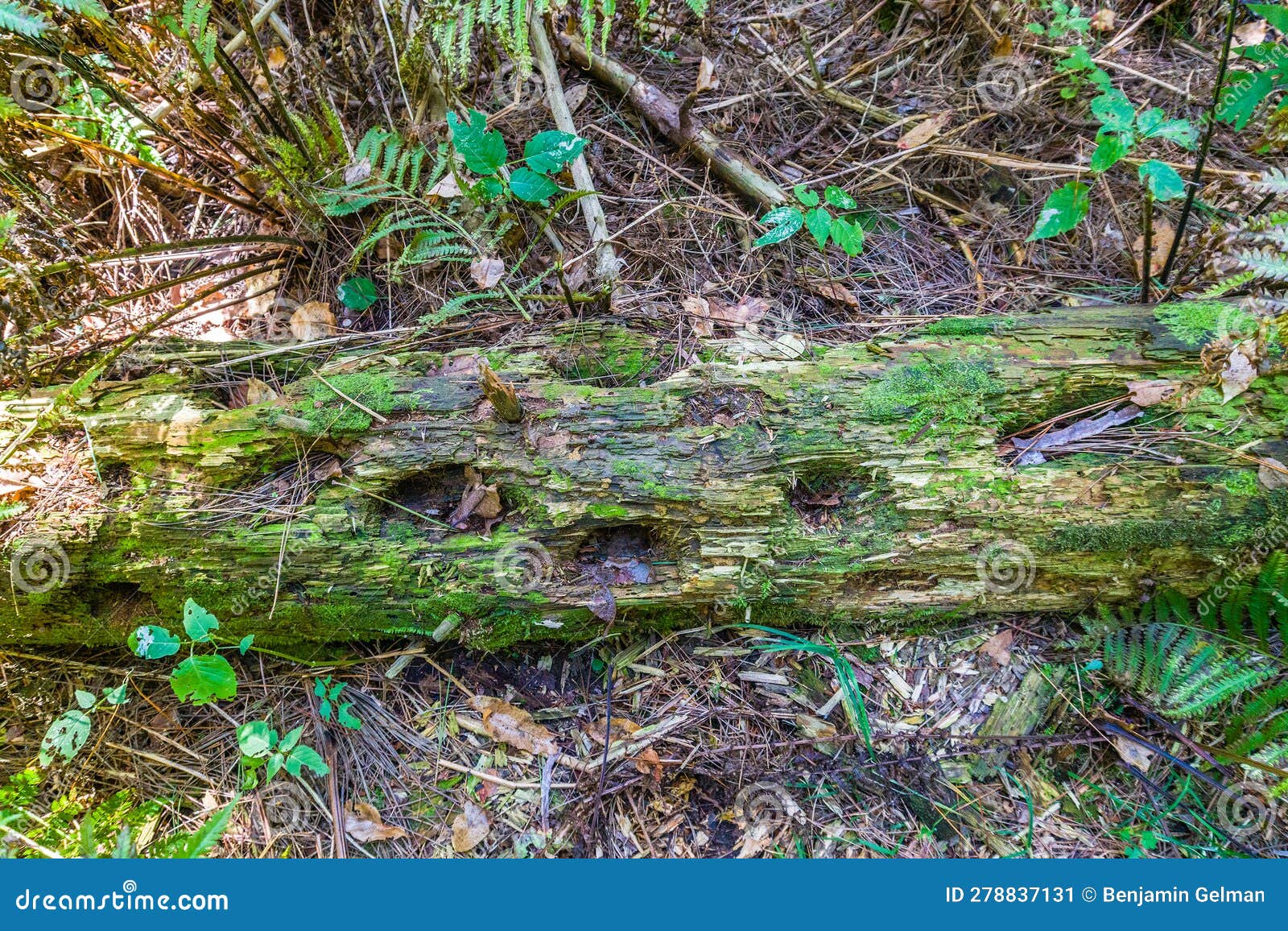 The Trunk of a Rotting Tree, Eaten by Bark Beetles Stock Image - Image ...
