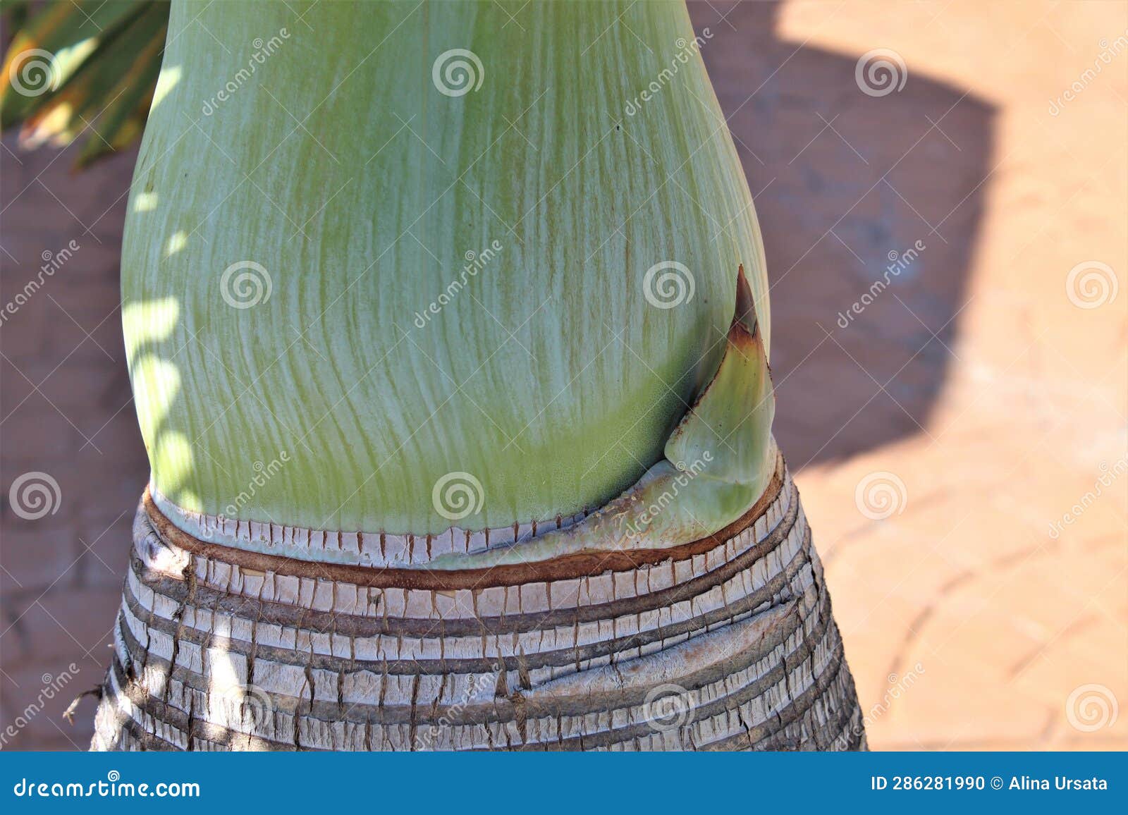 Palm tree stock photo. Image of nature, exotic, plant - 286281990