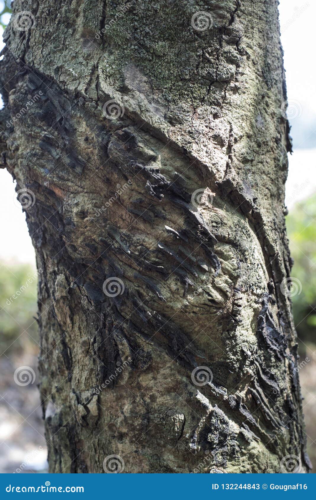 Trunk of a Rubber Tree with Cut Lines in Southern Vietnam Stock Image ...