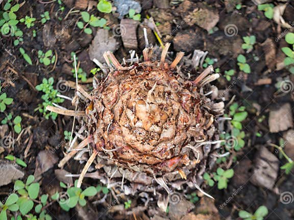 The Trunk of Sago Palm stock photo. Image of garden, grow - 79730416
