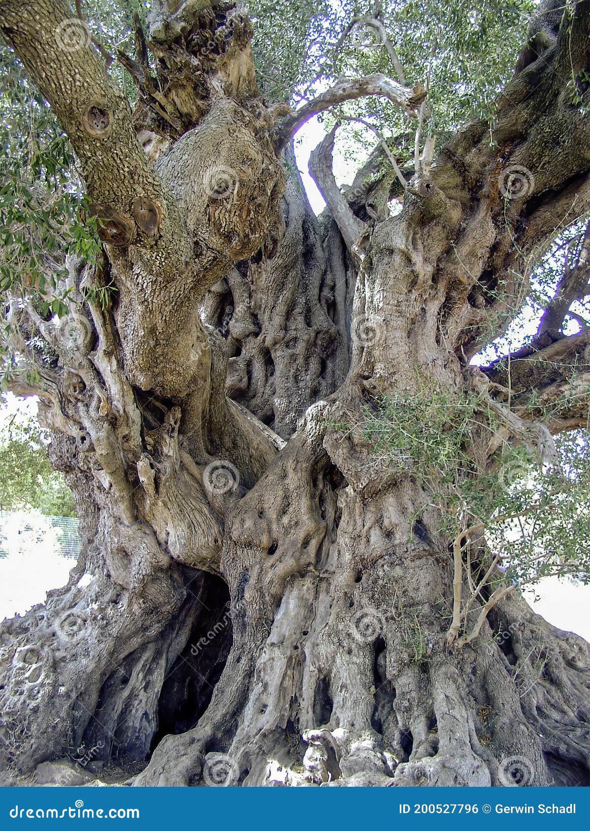 Gnarled Trunk of an Old Olive Tree Stock Photo - Image of natural ...