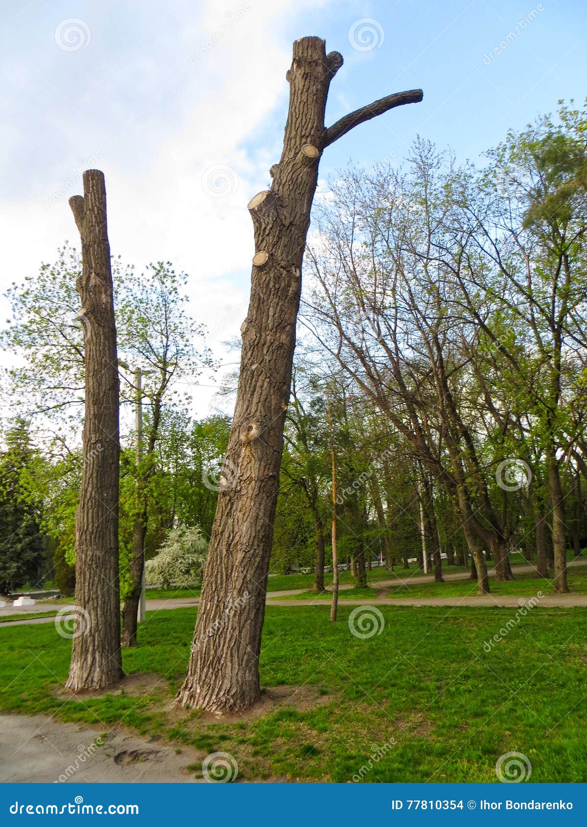 Trunk of the Sawn Trees in a Park Stock Photo - Image of logging ...