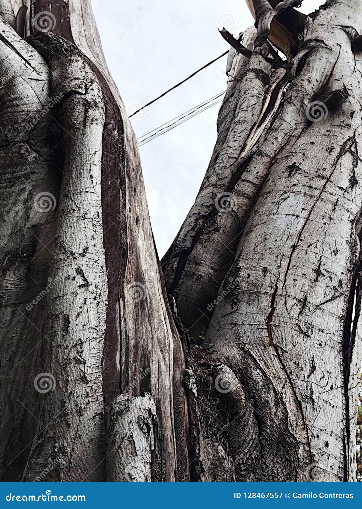 Trunk with scars stock image. Image of town, wood, scars - 128467557