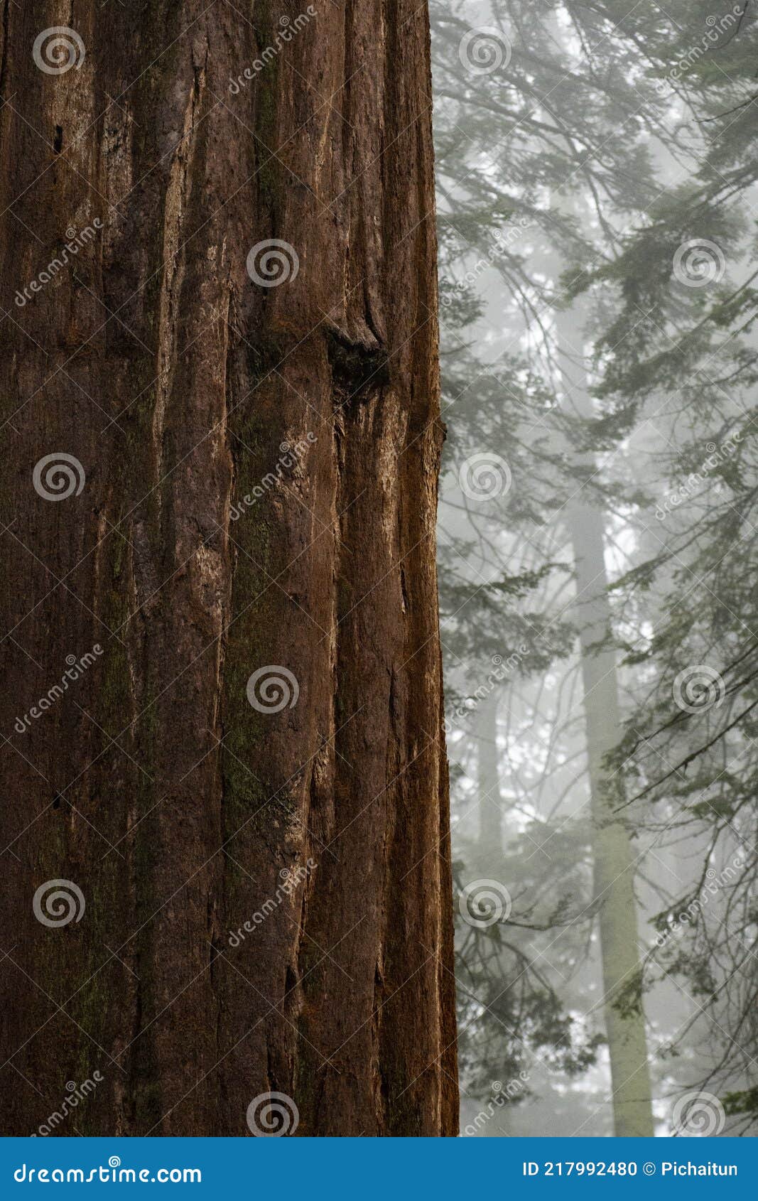 Barks stock photo. Image of sequoia, skyscraper, nevada - 217992480