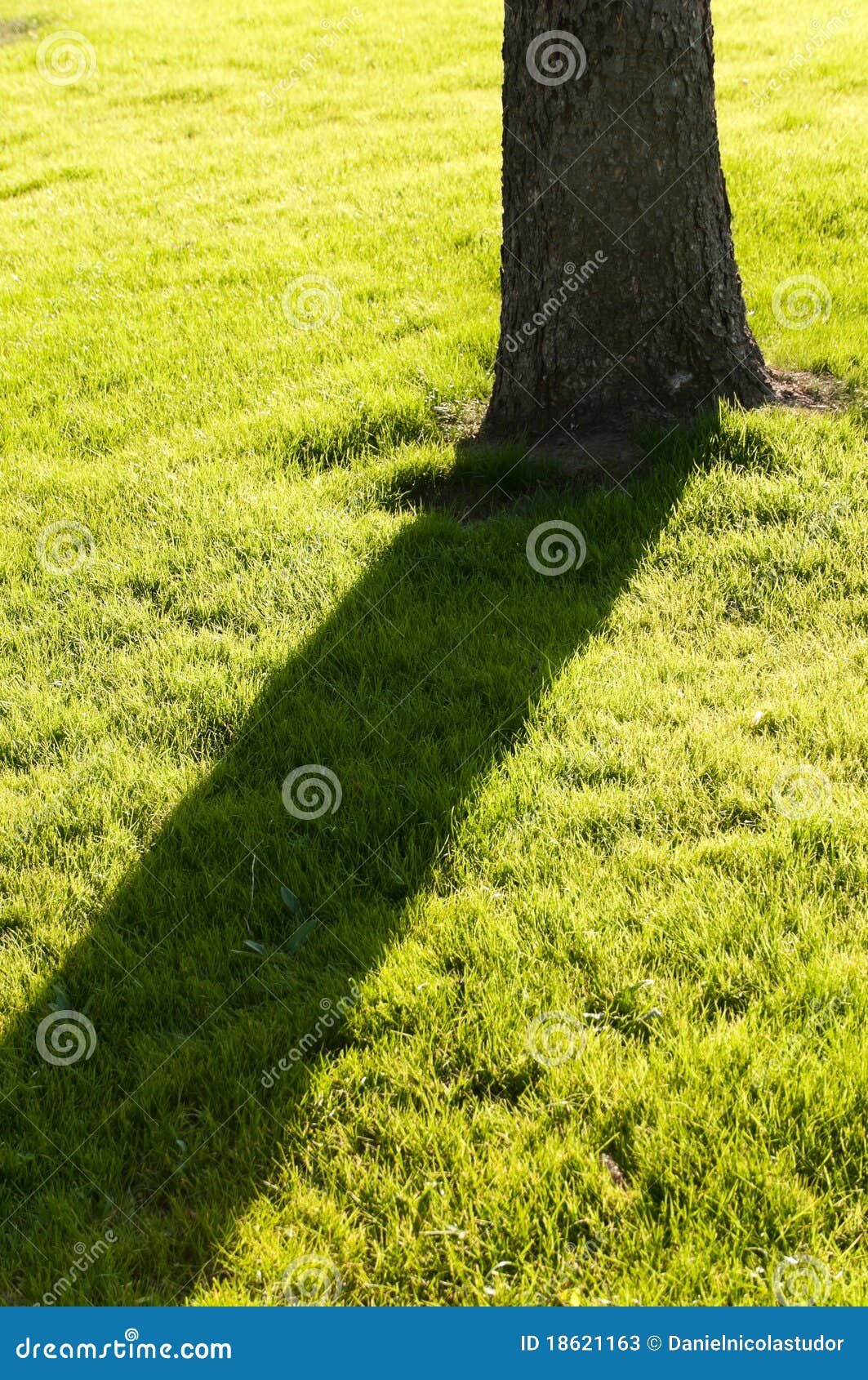 Trunk Shadow stock image. Image of grass, green, park - 18621163