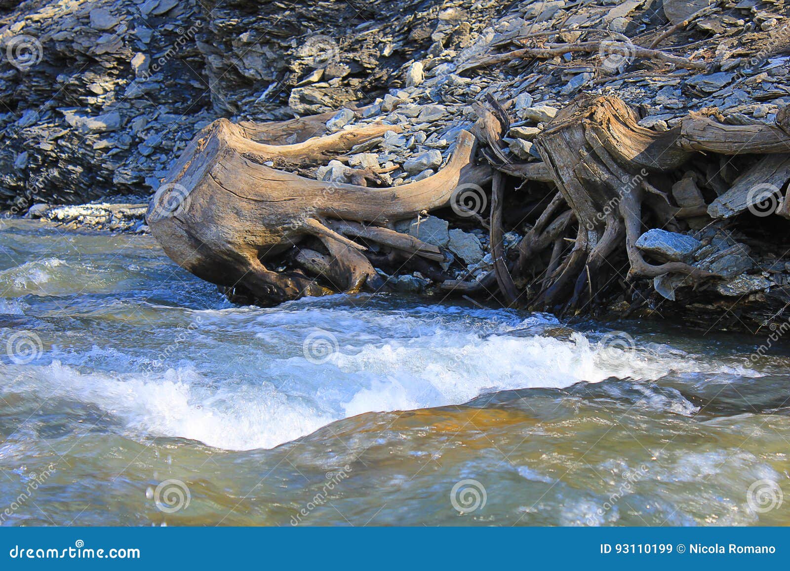 Trunk on the Side of the River Stock Image - Image of rocks, branches ...