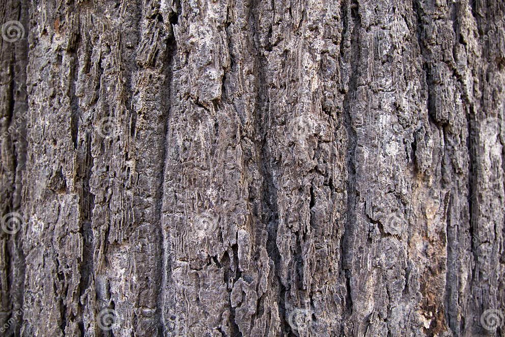 Trunk skin pattern. stock photo. Image of grain, background - 136755402