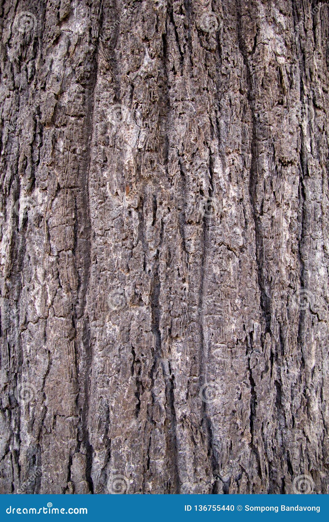 Trunk skin pattern. stock photo. Image of brown, board - 136755440