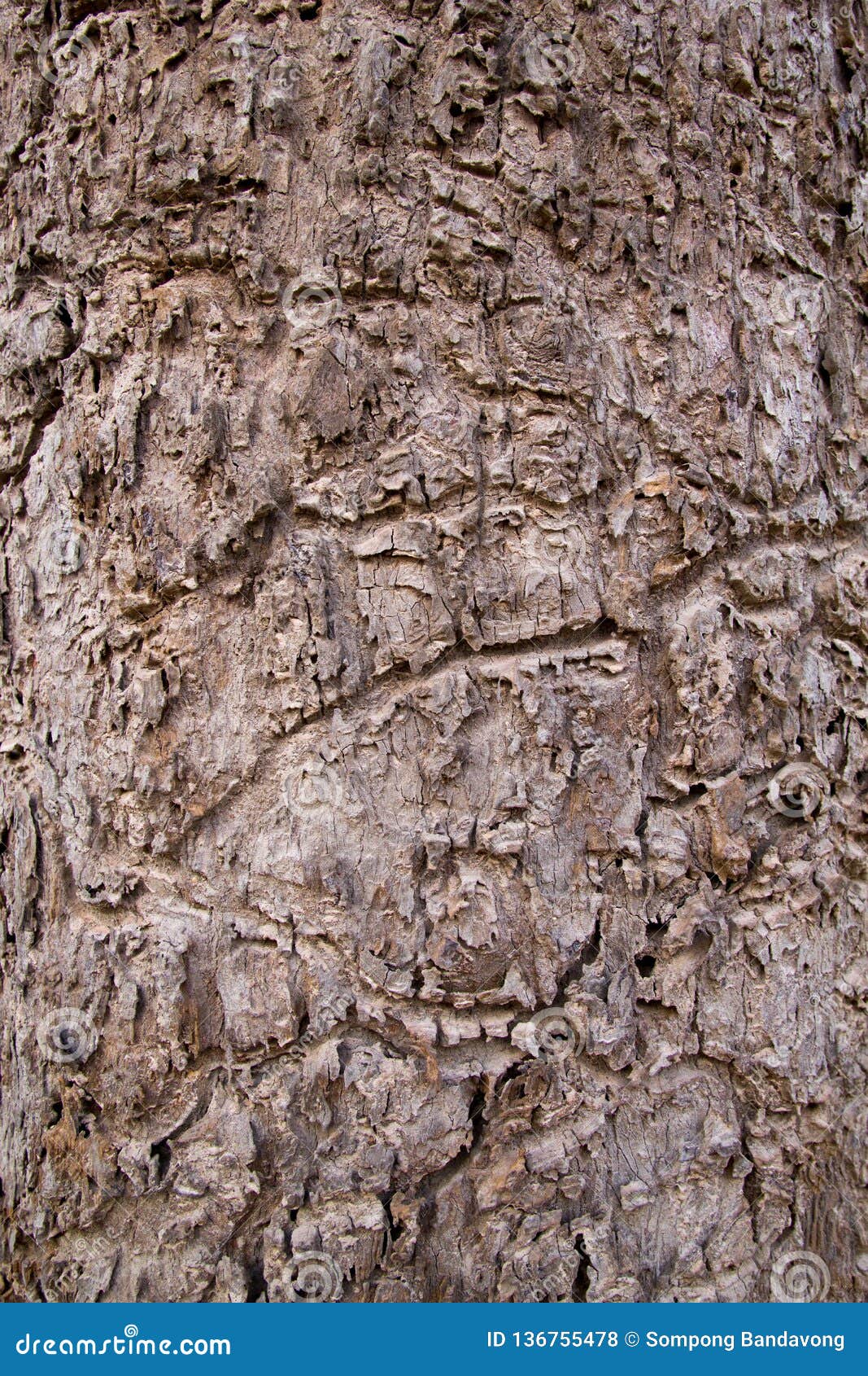 Trunk skin pattern. stock photo. Image of rotten, brown - 136755478