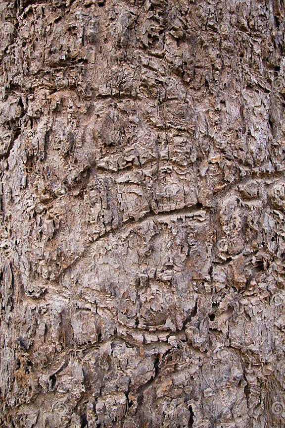 Trunk skin pattern. stock photo. Image of rotten, brown - 136755478
