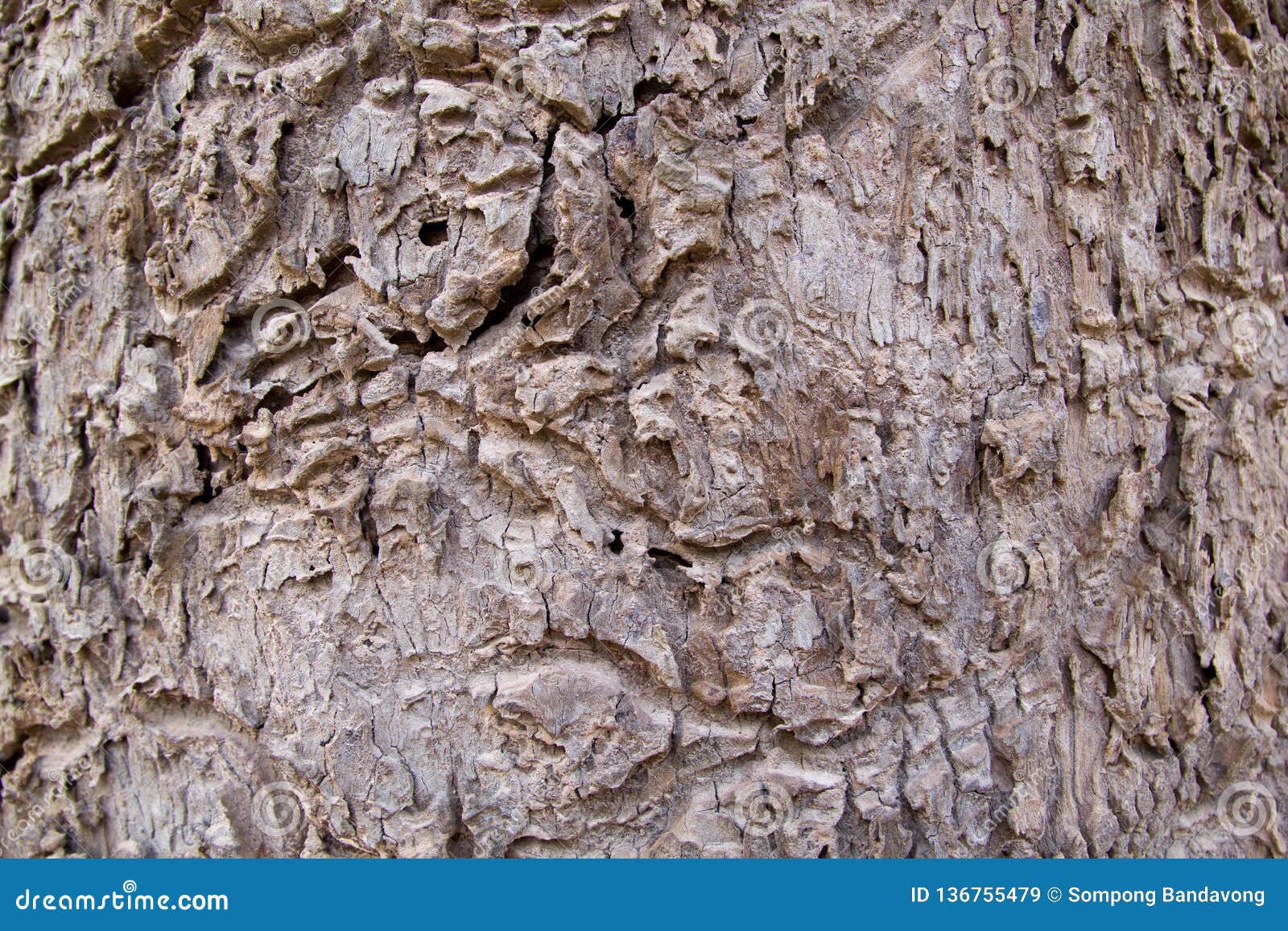 Trunk skin pattern. stock image. Image of rotten, barn - 136755479