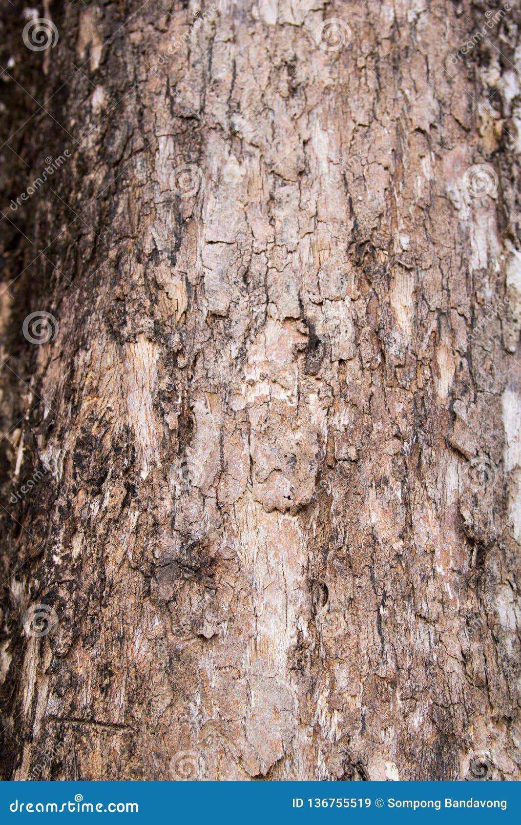 Trunk skin pattern. stock image. Image of grunge, abstract - 136755519