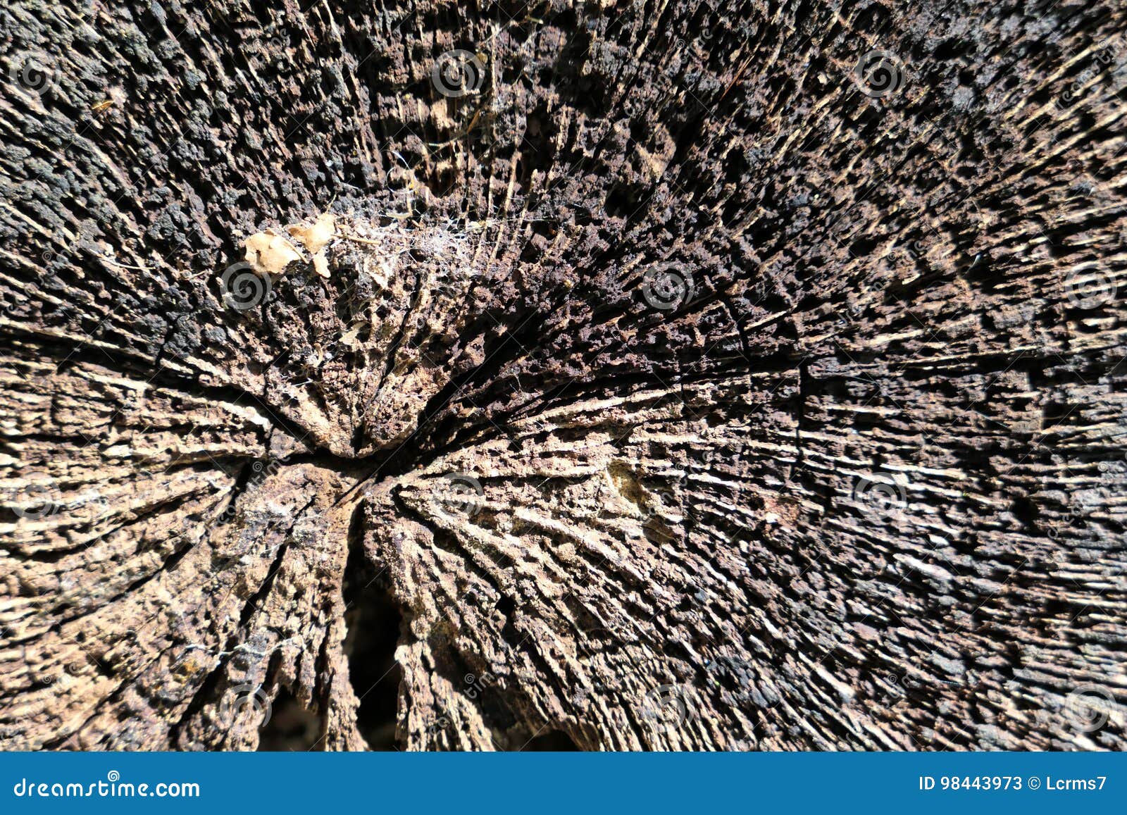 Trunk Slice Texture Background. Full Frame Stock Image - Image of color ...