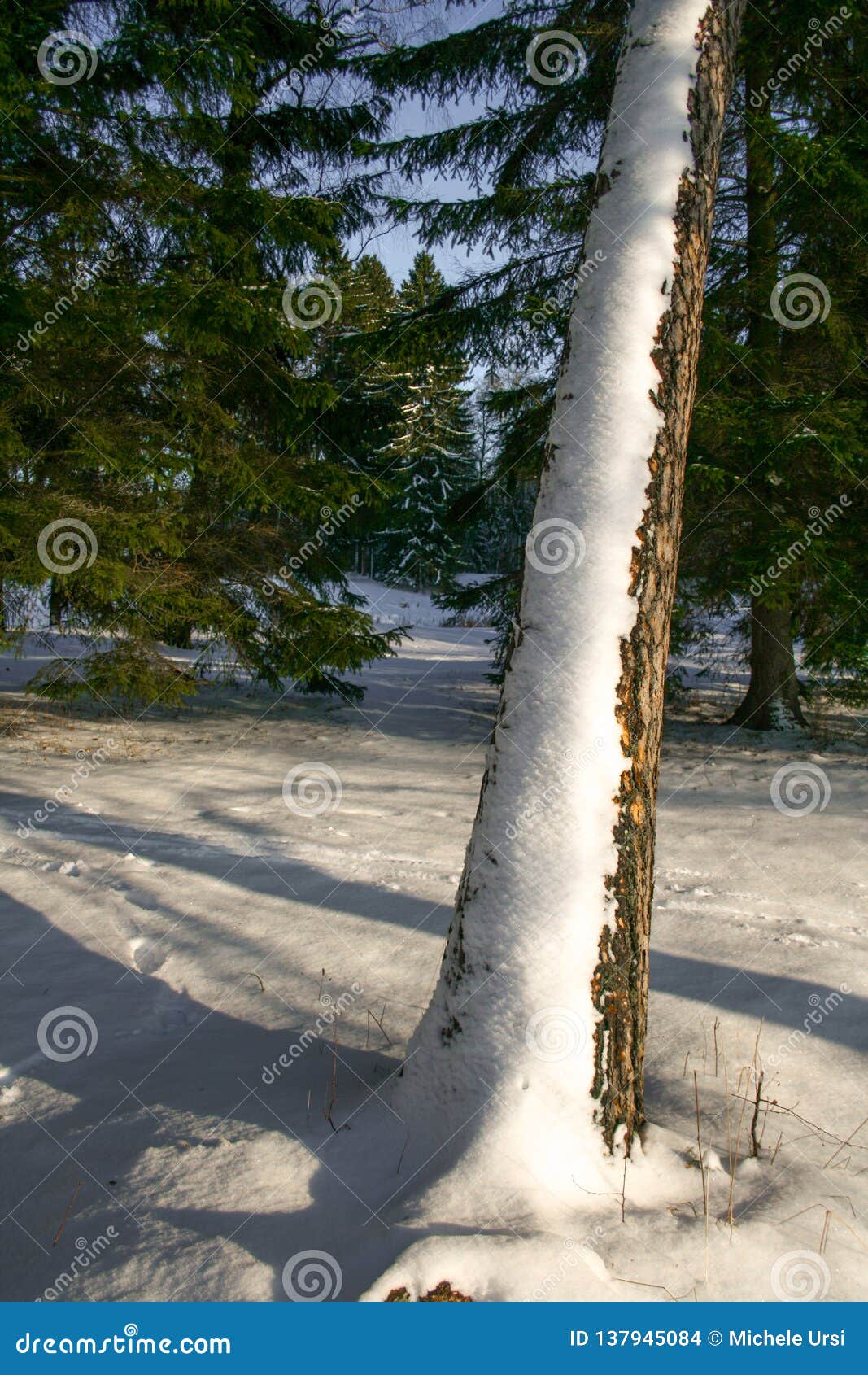 Trunk with snow stock photo. Image of tree, cone, covered - 137945084
