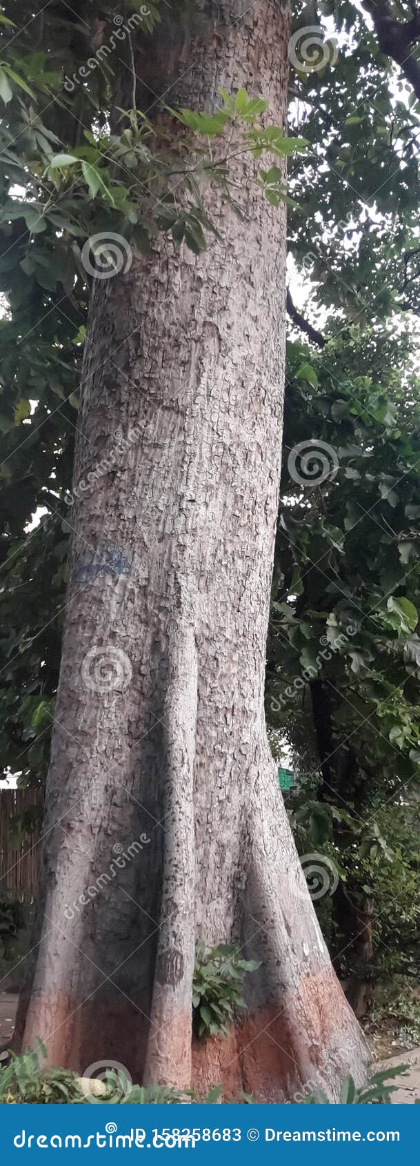 Close-up View of a Tree Trunk Stock Image - Image of columnar, growth ...