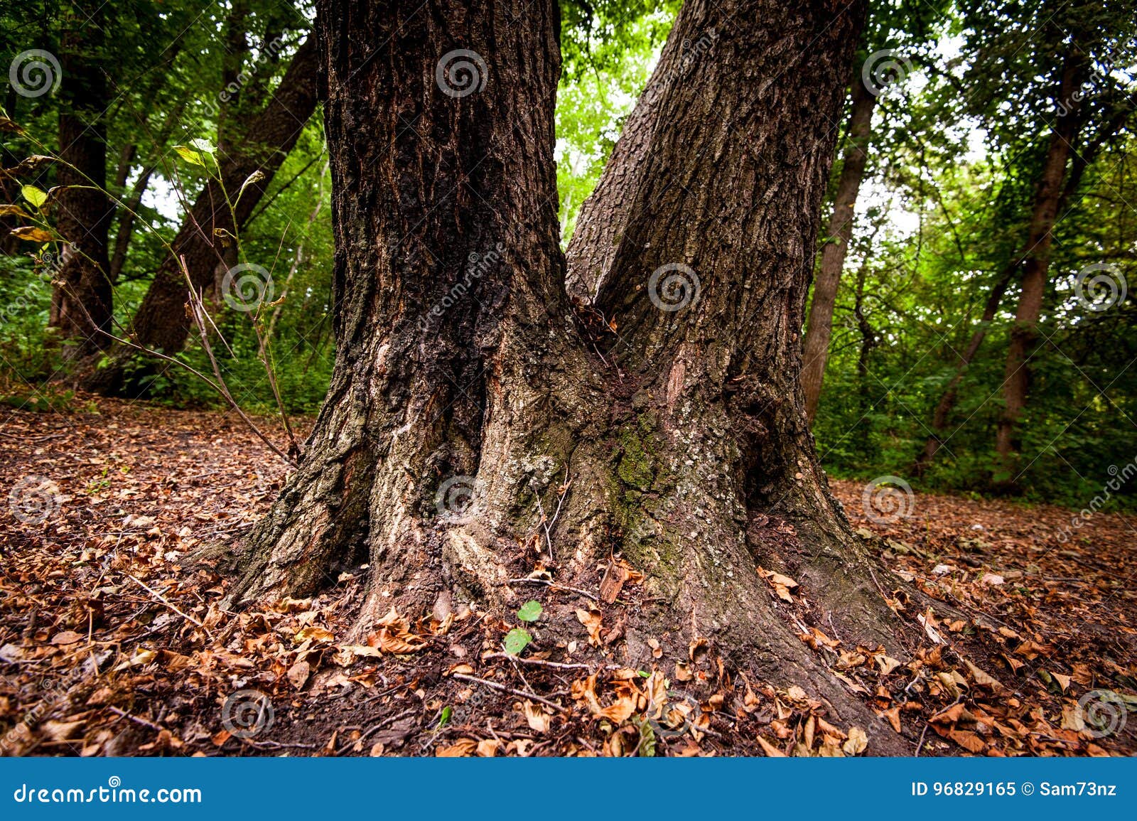 Strong Tree Royalty-Free Stock Photography | CartoonDealer.com #70592171