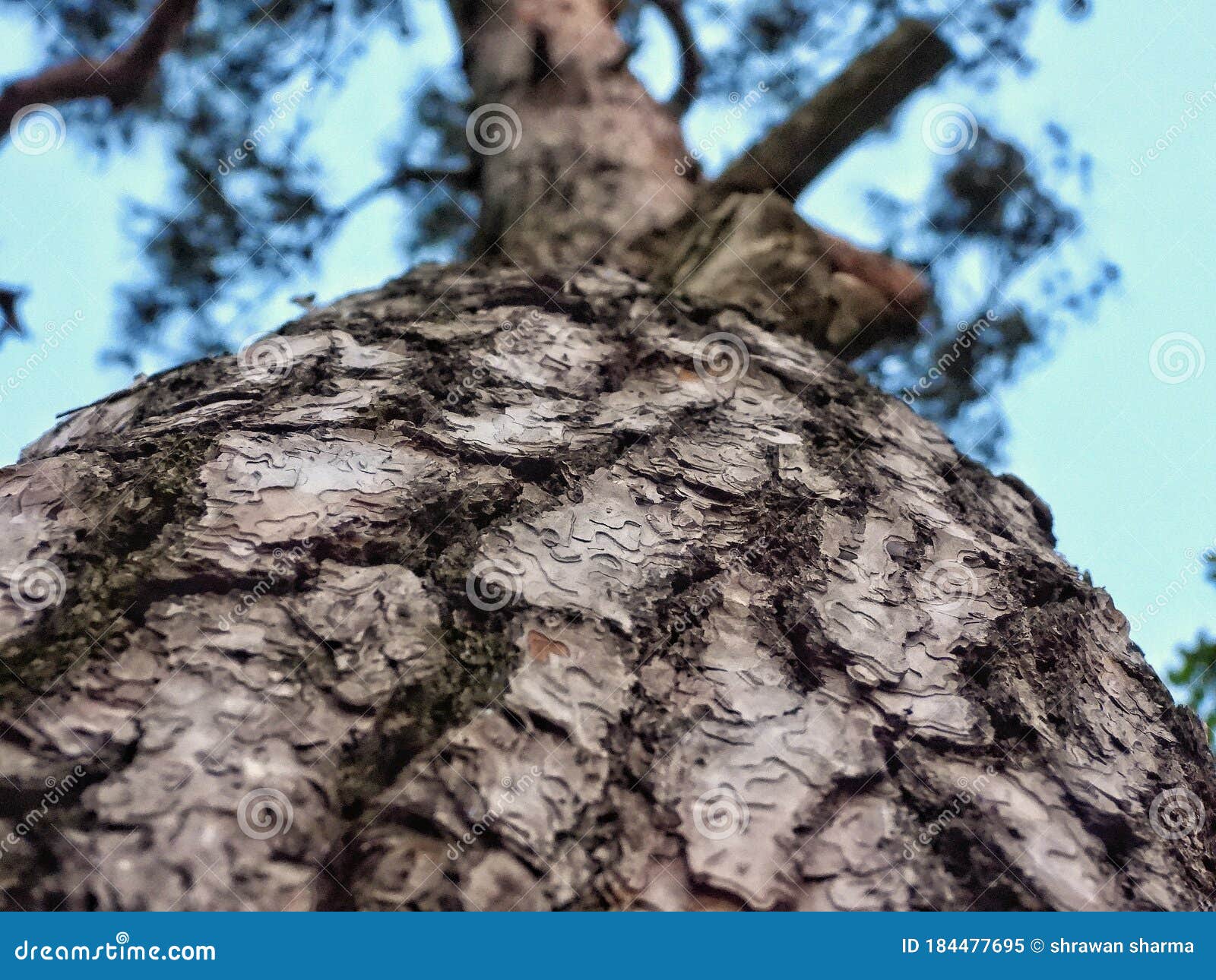 Trunk Structure Photography Stock Image - Image of structure, wildlife ...